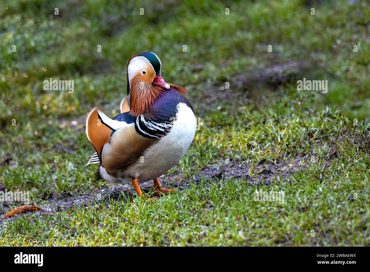 A rare sight in Dublin's National Botanic Gardens, the male Mandarin ...