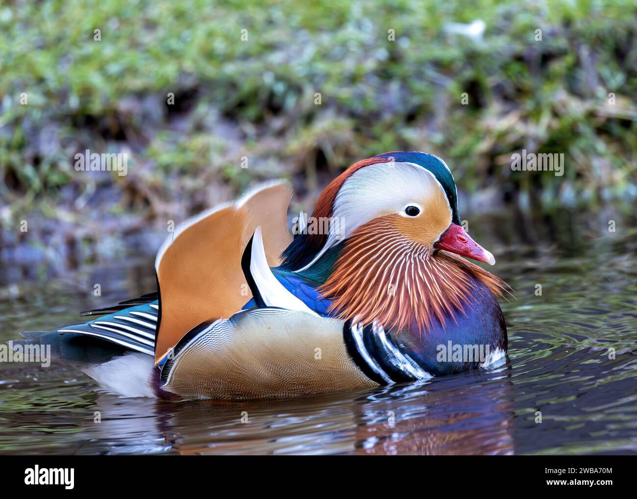 Dublins birdlife hi-res stock photography and images - Alamy