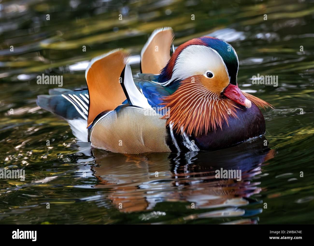 A rare sight in Dublin's National Botanic Gardens, the male Mandarin ...