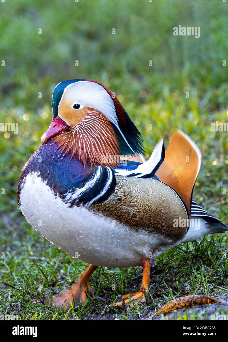 A rare sight in Dublin's National Botanic Gardens, the male Mandarin ...