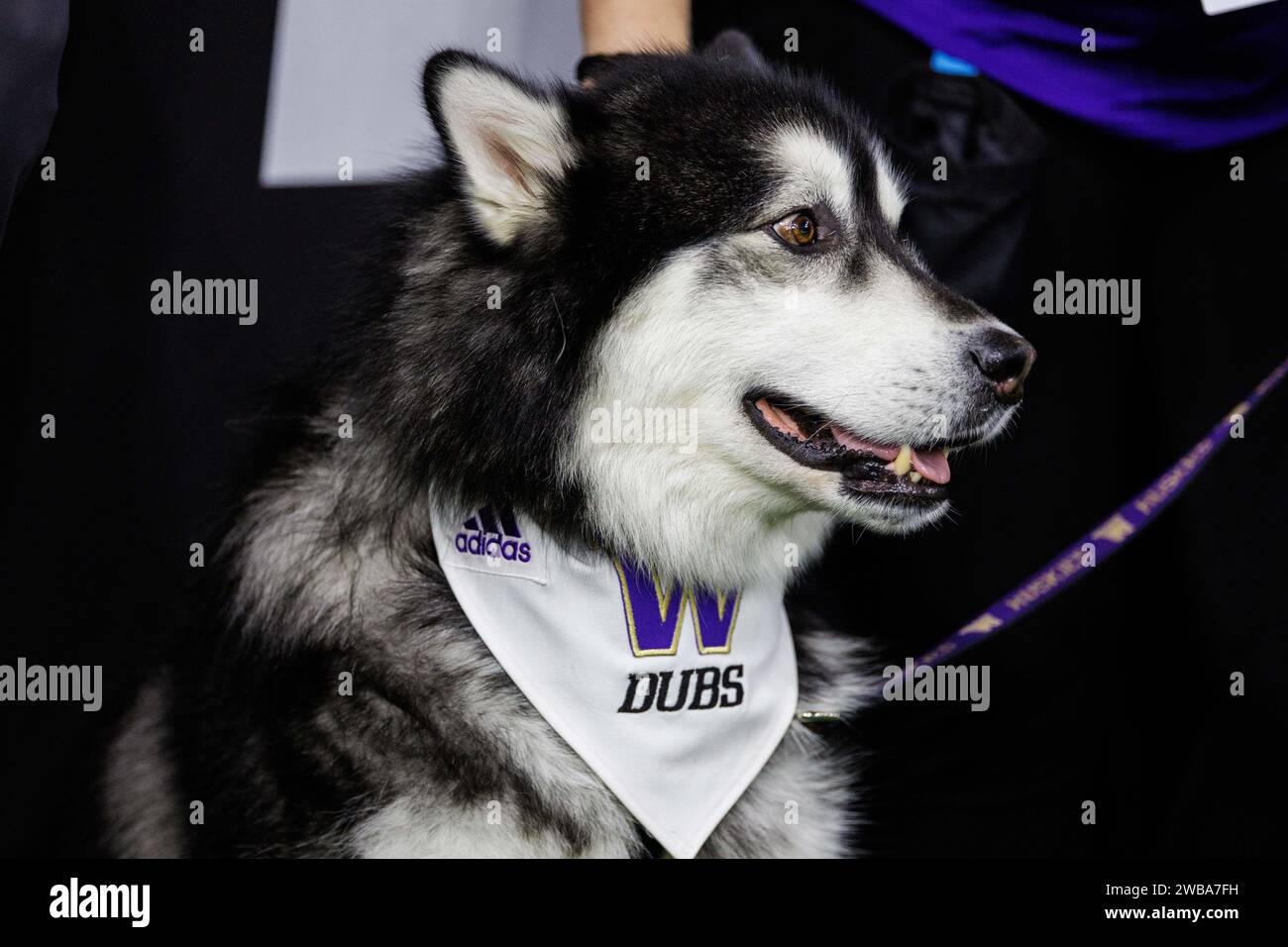 Houston, Texas, USA. 08th Jan, 2024. Washington Huskies Husky during ...