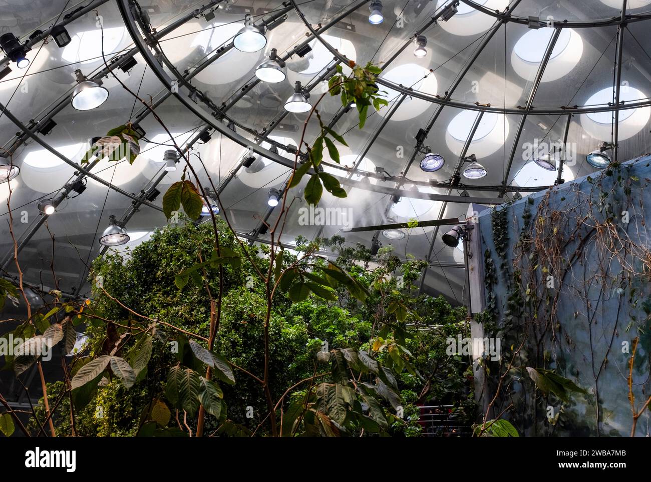 An abstracted view of the roof above the misty and lush rainforest ...