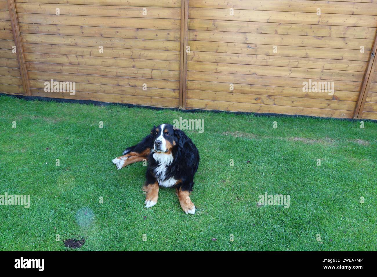 The Bernese Mountain Dog is a large dog breed from Bern, Switzerland ...