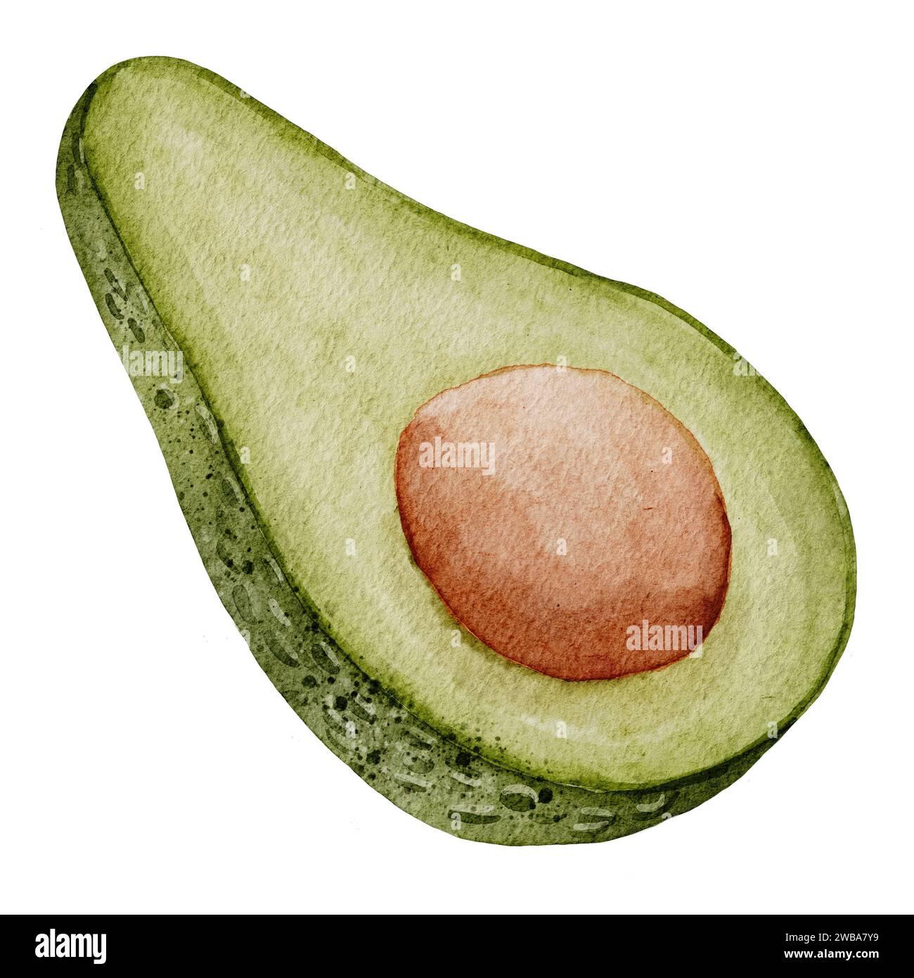Avocado Watercolor illustration. Hand drawn clip art on isolated white ...