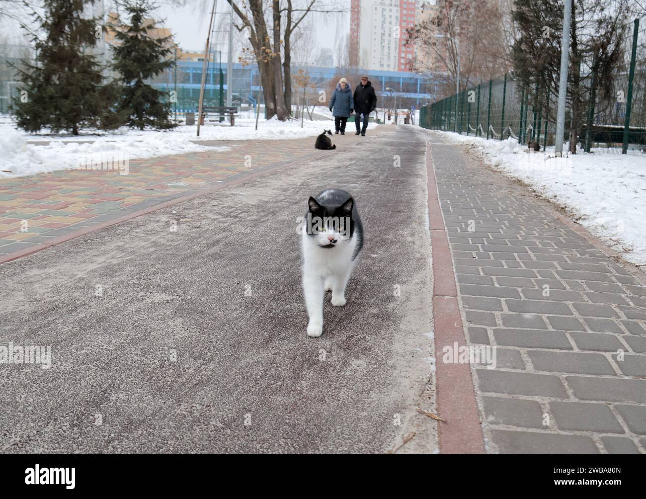 KYIV, UKRAINE - JANUARY 9, 2024 - A cat walks along a street in winter ...