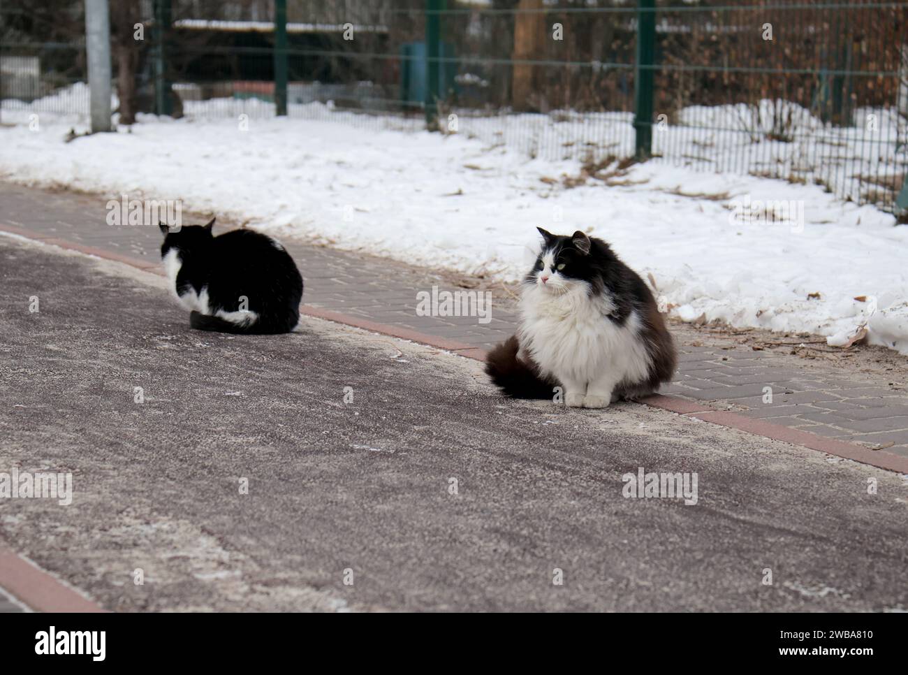 KYIV, UKRAINE - JANUARY 9, 2024 - Two cats sit on the pavement in ...