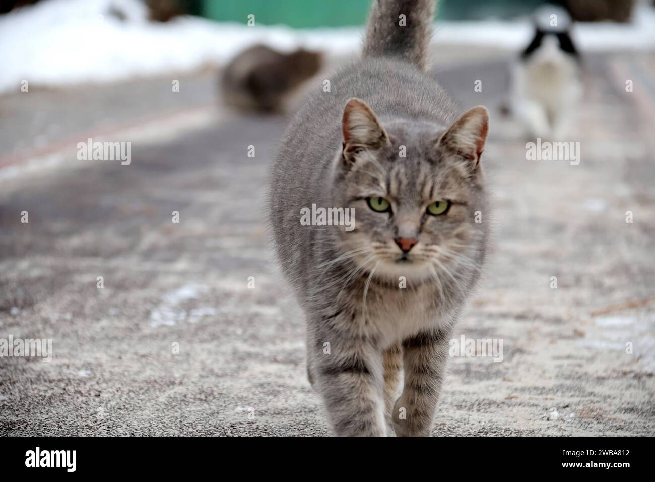 KYIV, UKRAINE - JANUARY 9, 2024 - A cat walks along a street in winter ...