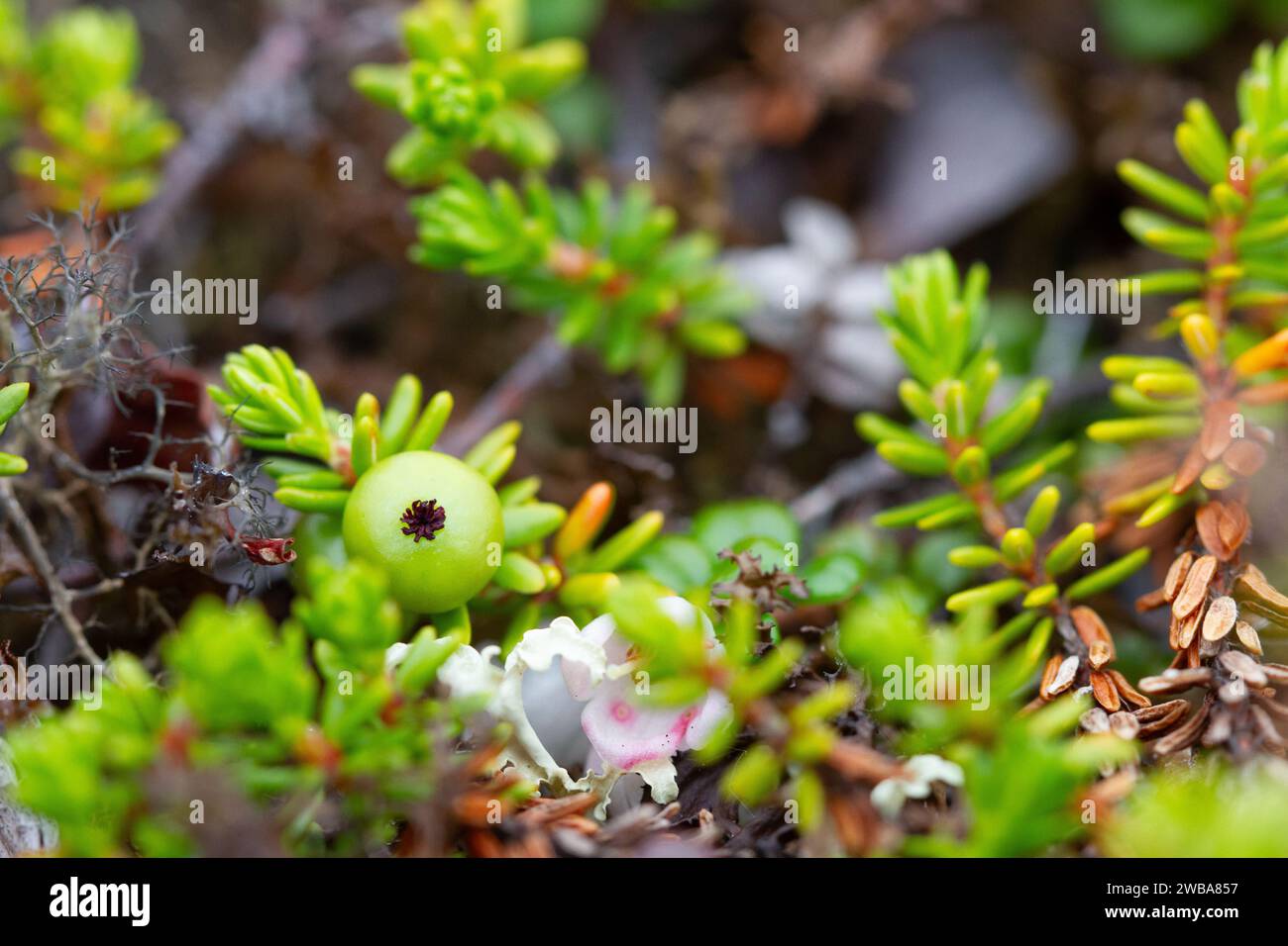 Edible plants nunavut hi-res stock photography and images - Alamy