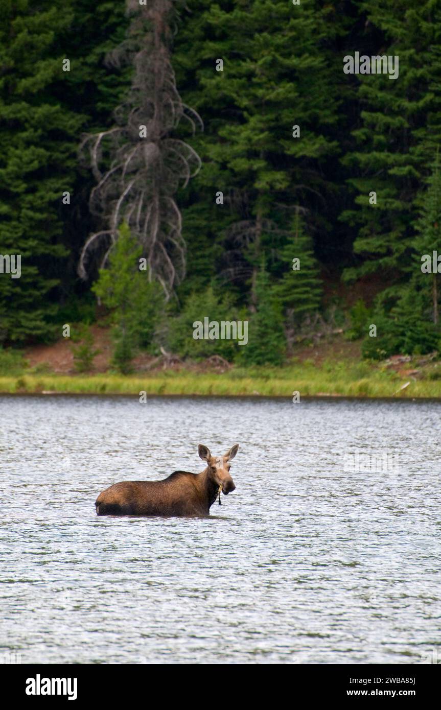 Moose at Scott Lake, Great Bear Wilderness, Flathead National Forest ...