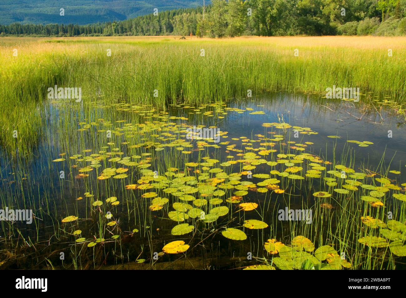Wetland pond in Swan River floodplain, Swan River National Wildlife ...