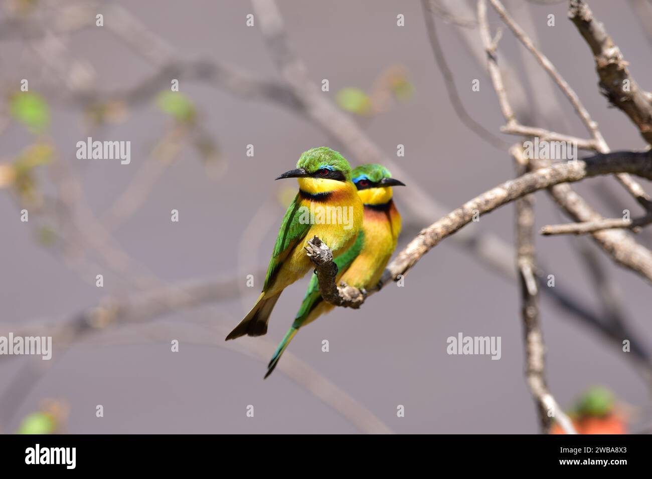 Two small African birds on a bush Stock Photo - Alamy