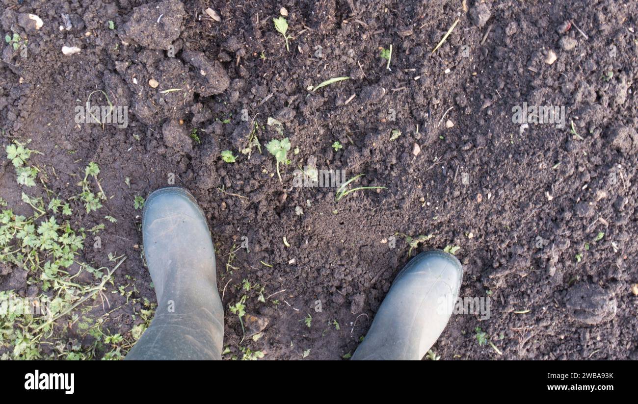 Top view of earth, wellies, buttercup leaves Stock Photo - Alamy