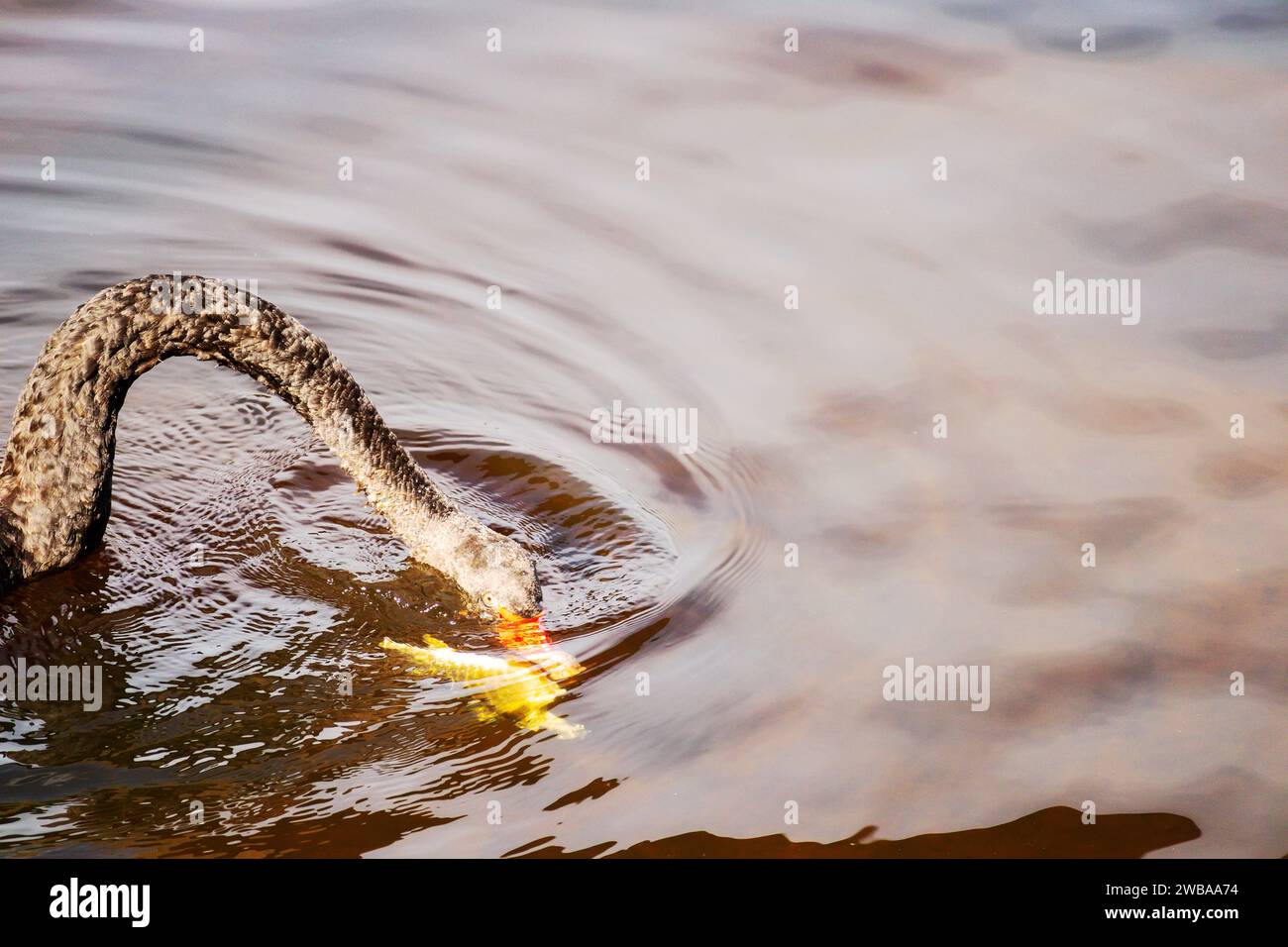 A brown swan with a fish in the water Stock Photo - Alamy