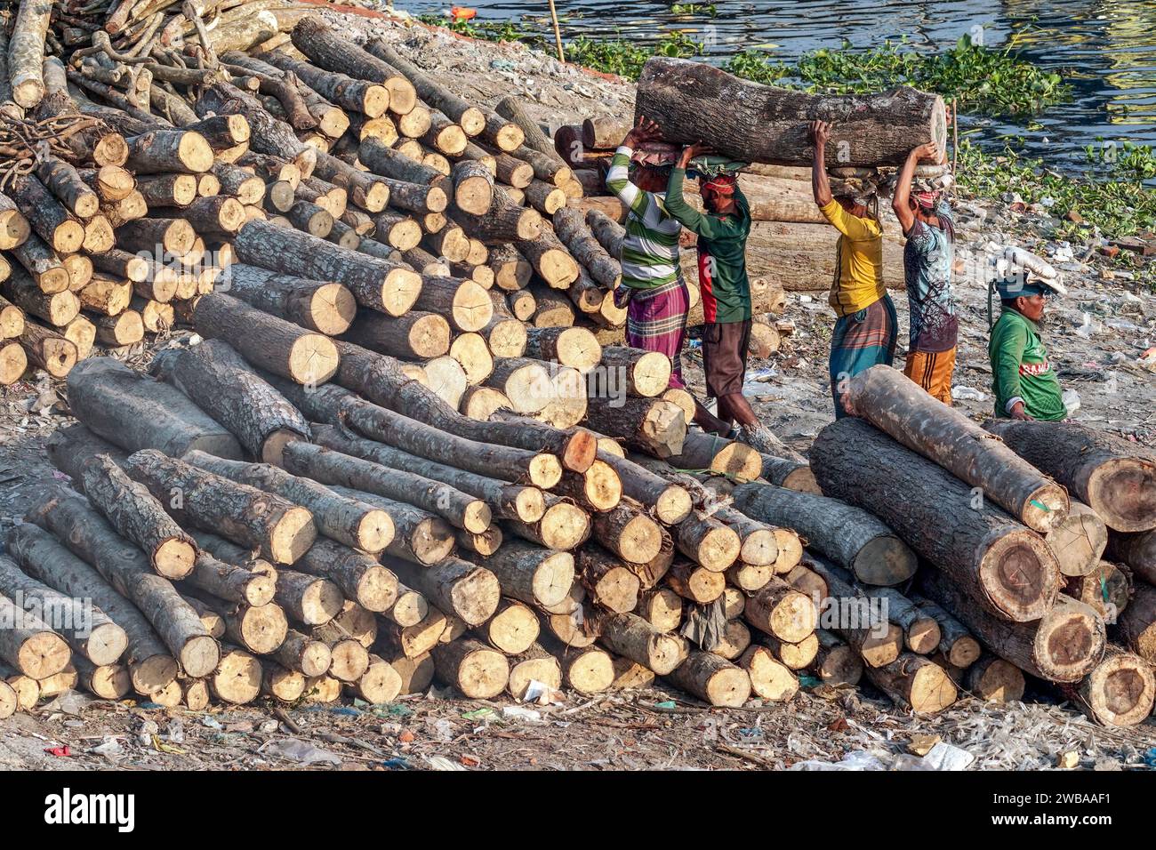 Porters transport heavy tree trunks on the banks of the Buriganga River ...