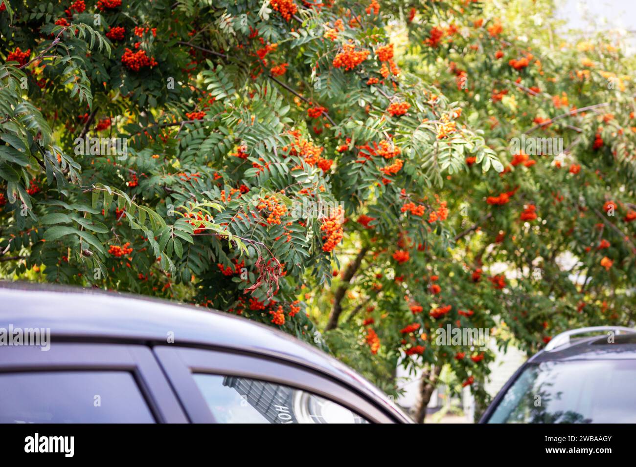 A rowan tree with small orange berries on it and two car roofs in the ...