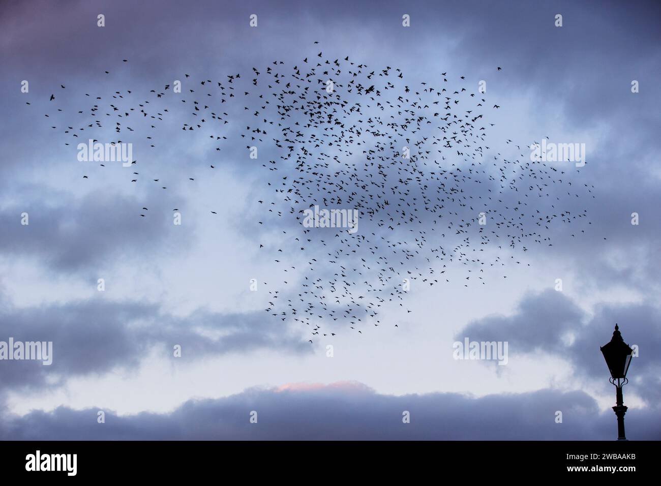 A murmuration of starlings over the River Lagan in Belfast as they fly ...