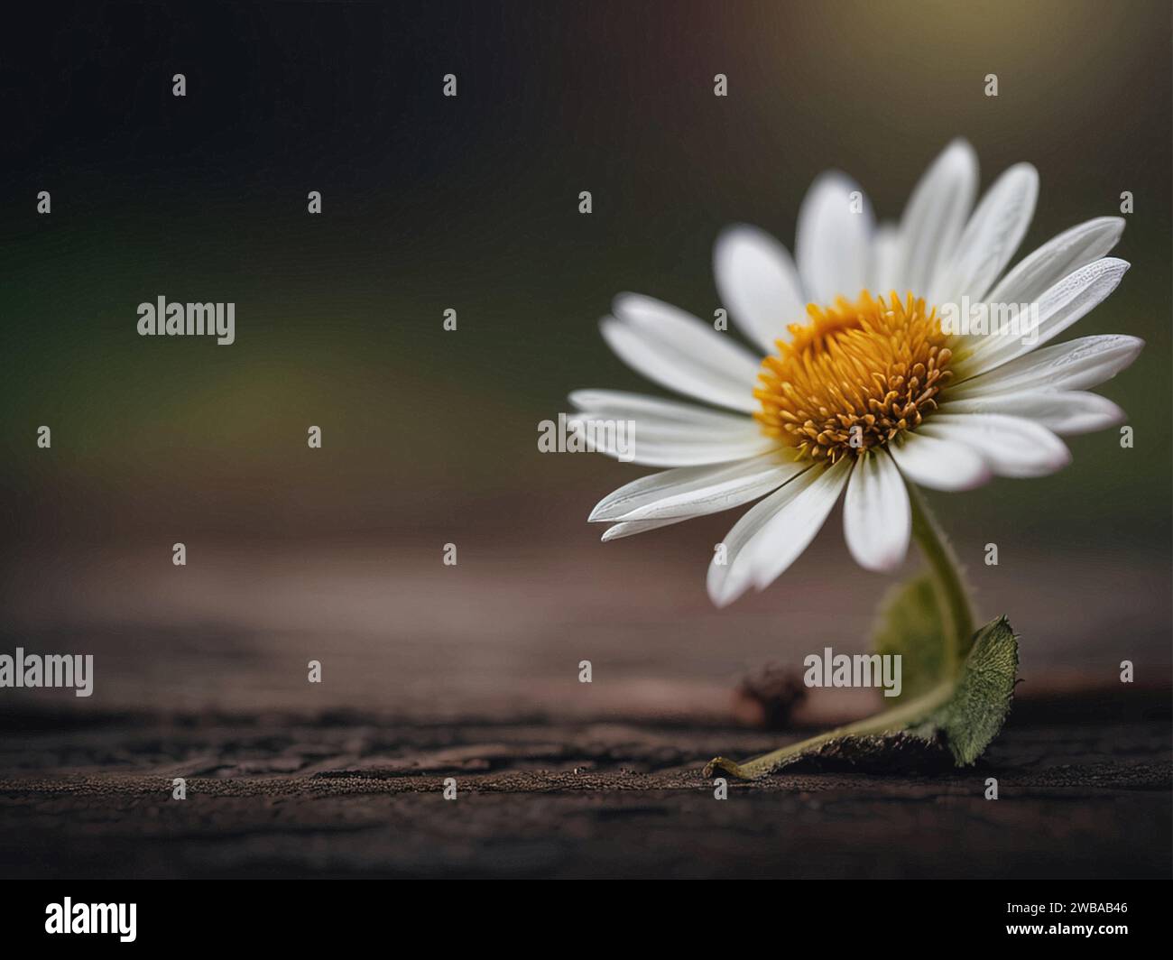 Marguerite Stock Vector Images - Alamy