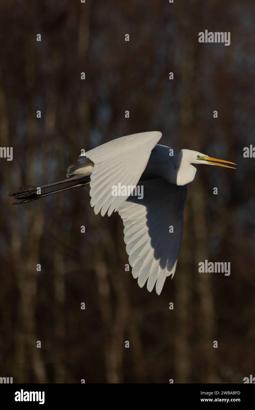 Great (White) (Common) Egret (Ardea alba) flying Norfolk January 2024 ...