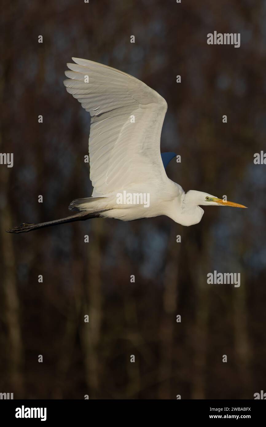Great (White) (Common) Egret (Ardea alba) flying Norfolk January 2024 ...