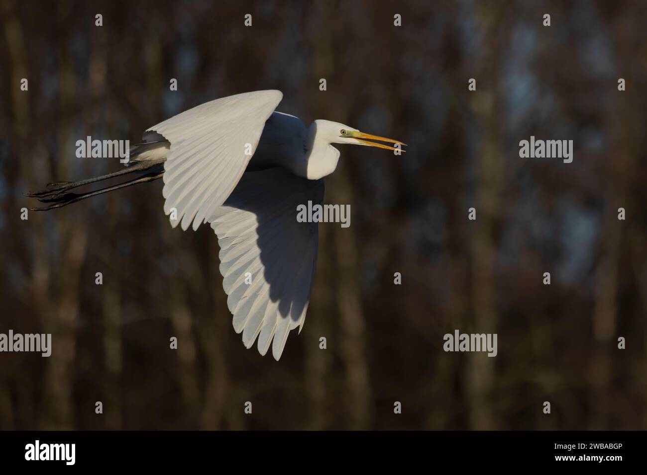Great (White) (Common) Egret (Ardea alba) flying Norfolk January 2024 ...