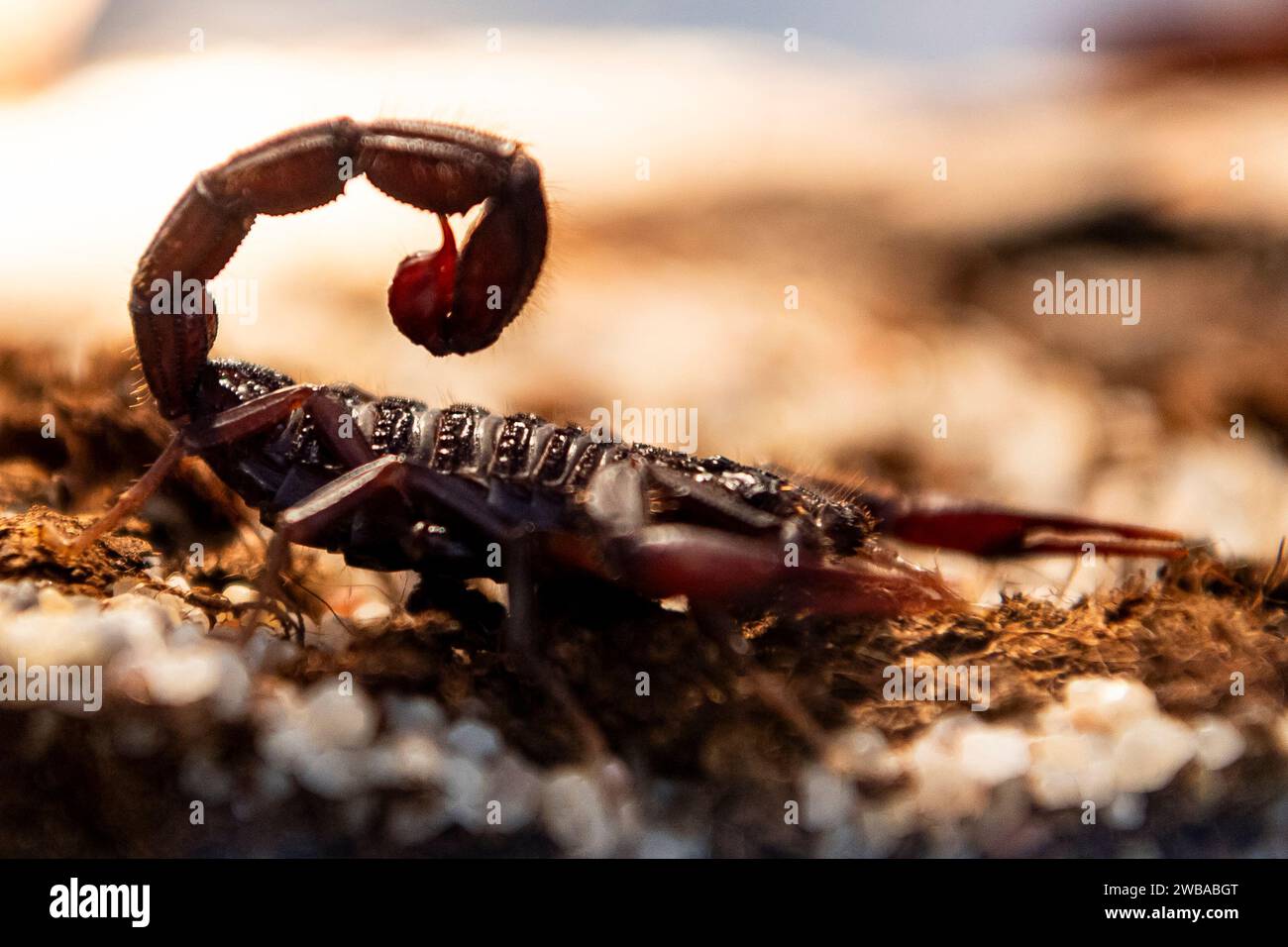 Teplice, Czech Republic. 09th Jan, 2024. Moroccan scorpion at the ...