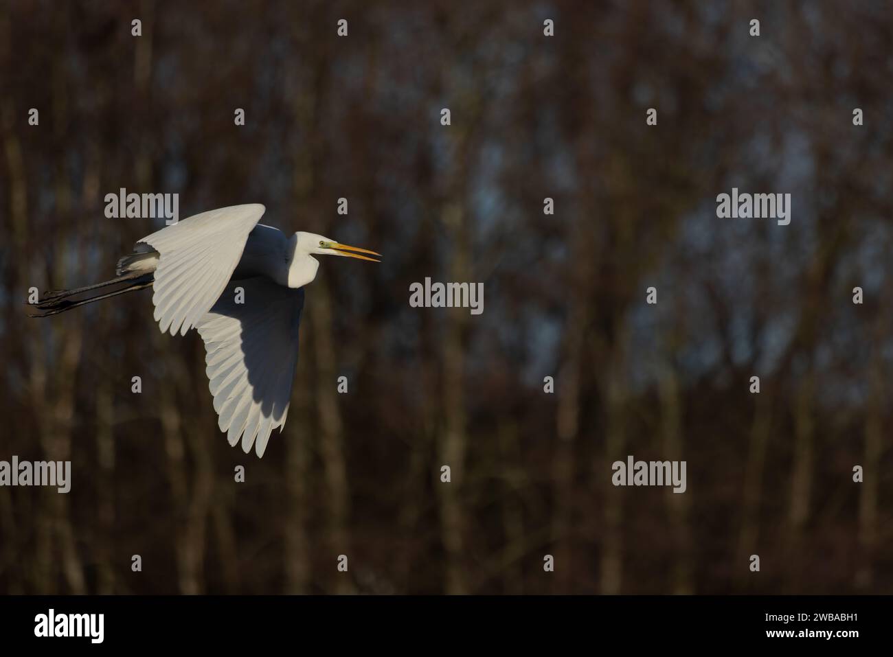 Great (White) (Common) Egret (Ardea alba) flying Norfolk January 2024 ...