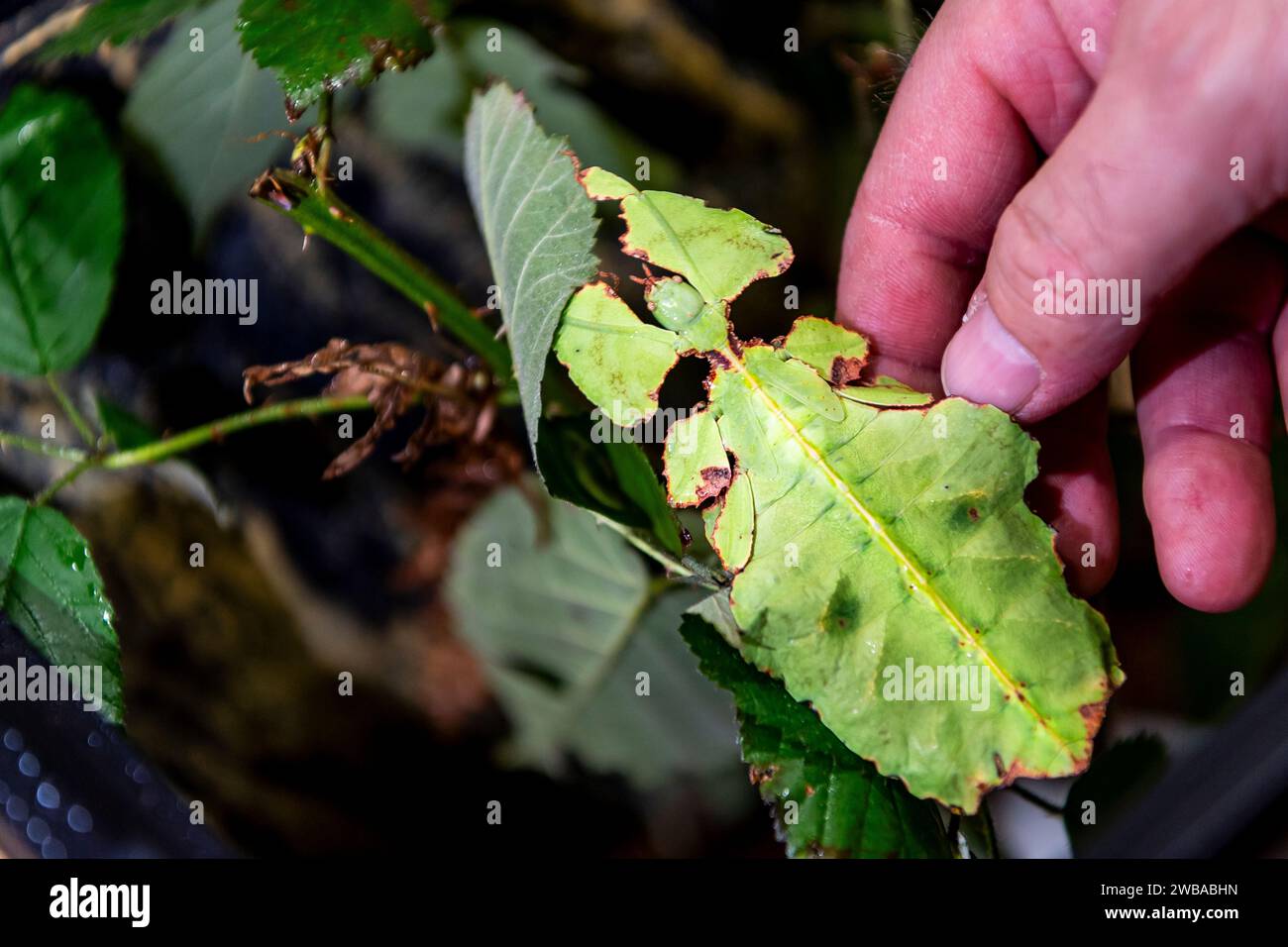 Teplice, Czech Republic. 09th Jan, 2024. Giant Malaysian Leaf insect ...