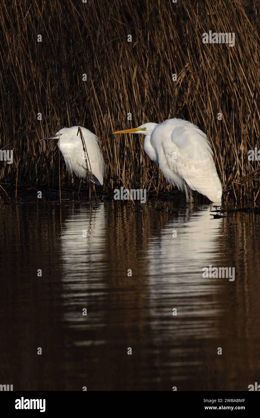 Great (White) (Common) Egret (Ardea alba) and Little Egret (Egretta ...