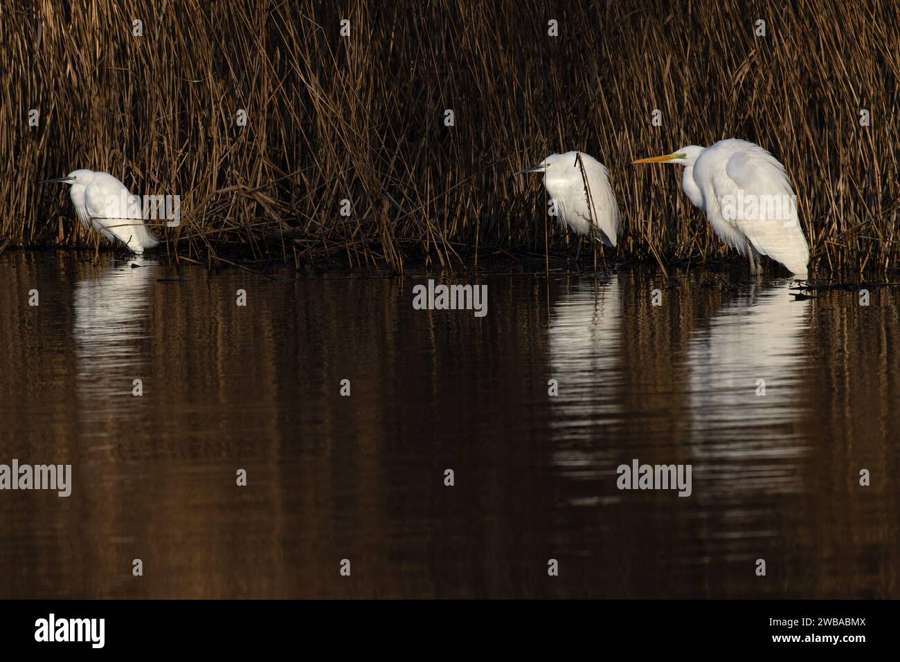 Great (White) (Common) Egret (Ardea alba) and Little Egret (Egretta ...