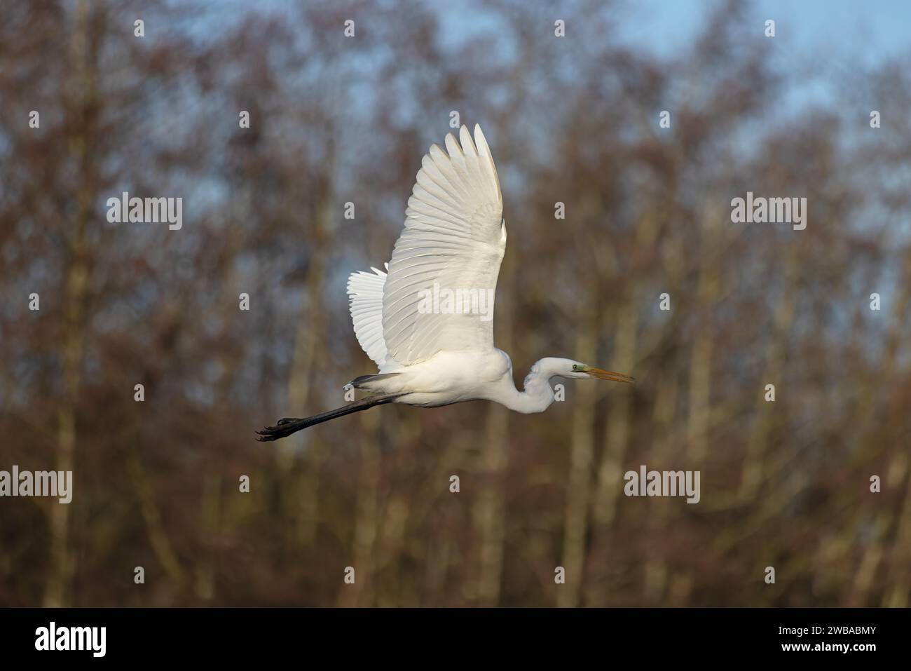 Great (White) (Common) Egret (Ardea alba) flying Norfolk January 2024 ...