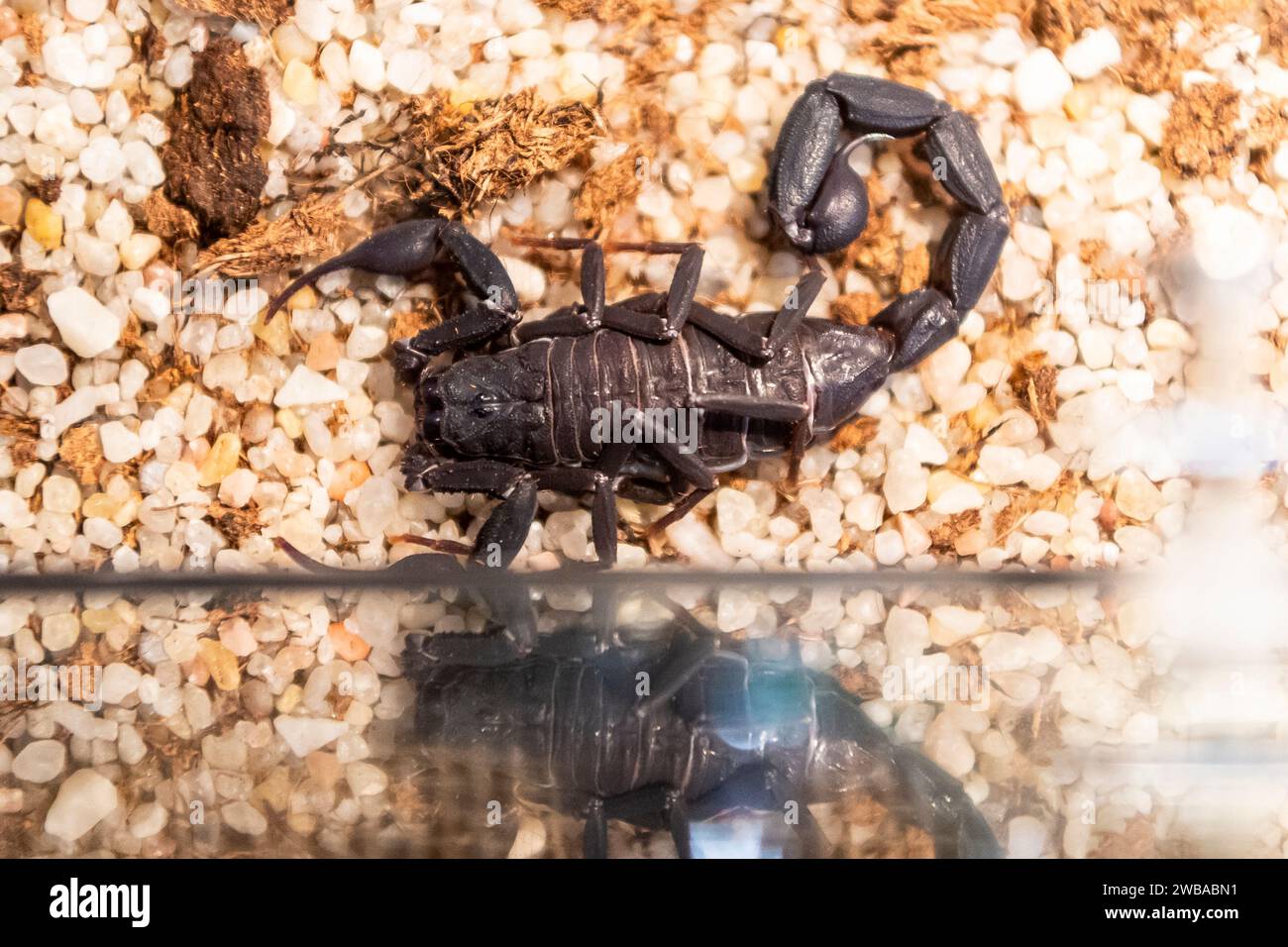 Teplice, Czech Republic. 09th Jan, 2024. Madagascar Scorpio (Grosphus ...