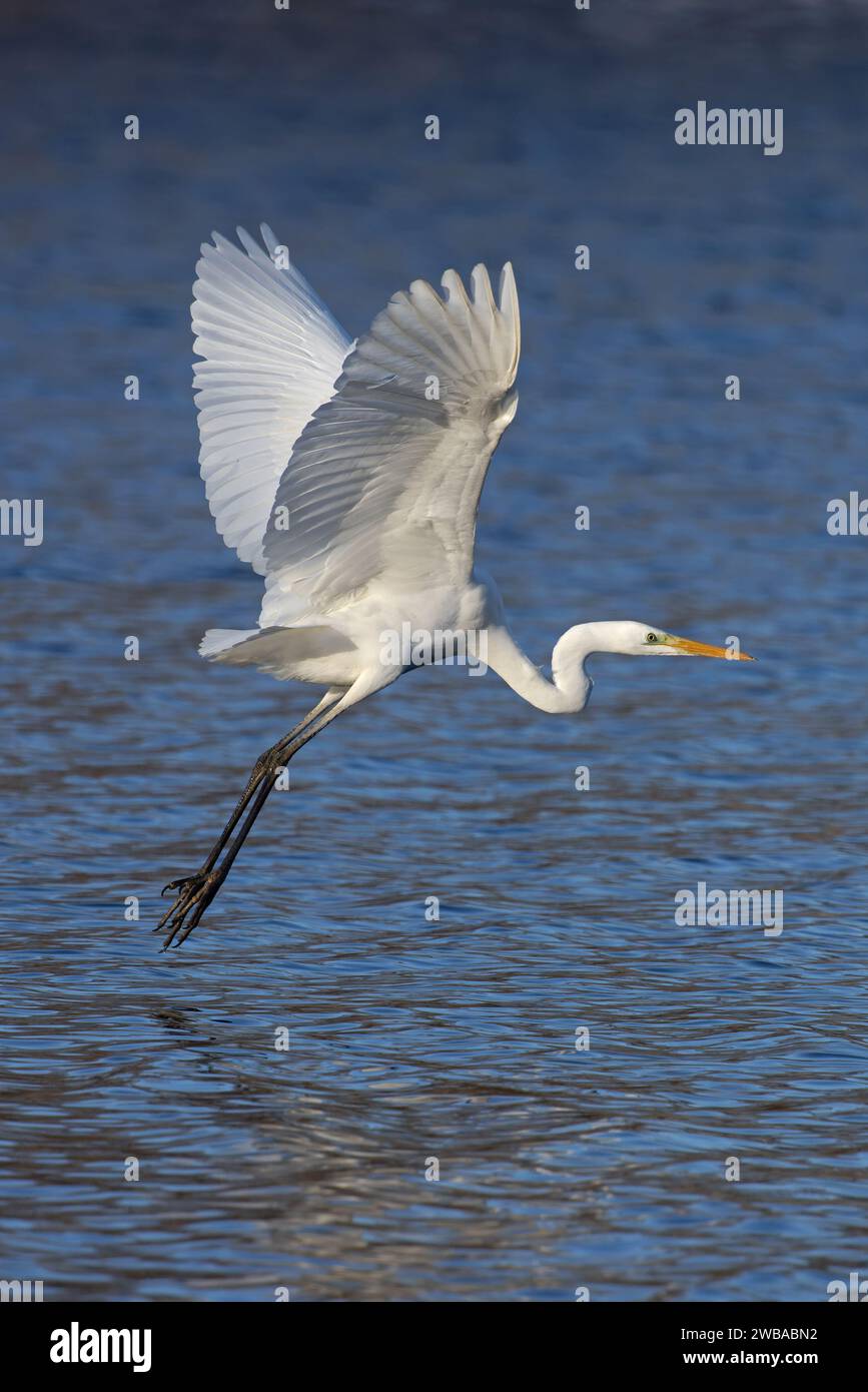 Great (White) (Common) Egret (Ardea alba) flying Norfolk January 2024 ...