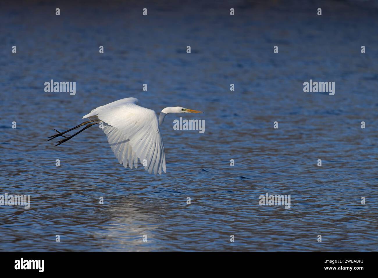 Great (White) (Common) Egret (Ardea alba) flying Norfolk January 2024 ...