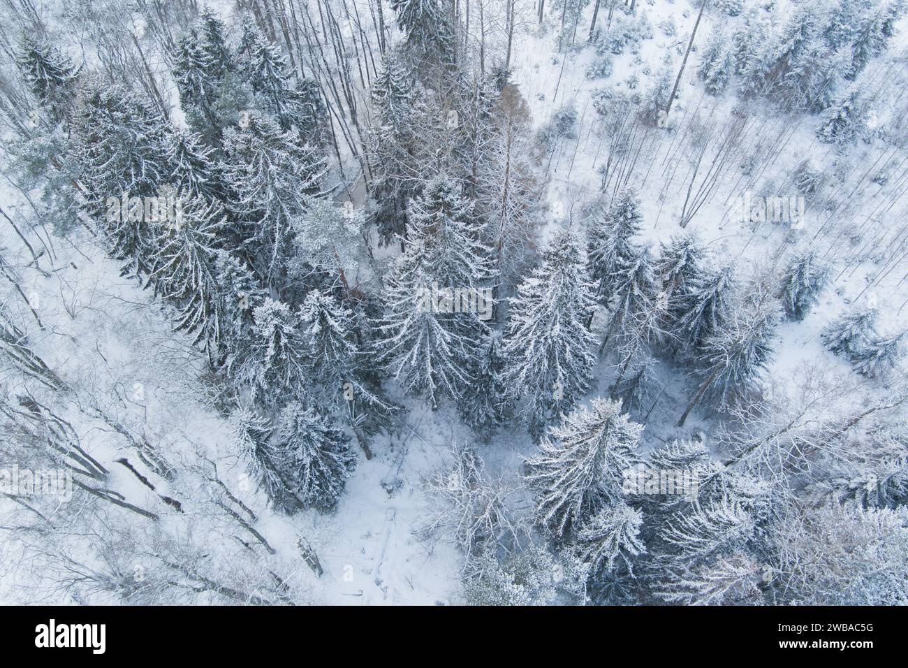 Winter scene. Snow covered mixed forest, Estonian nature, photo from a ...