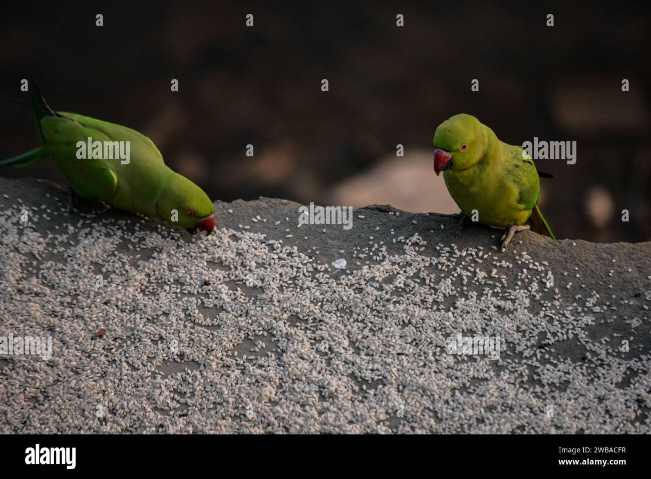 Parakeets eat food during a cold evening in Srinagar, the summer ...