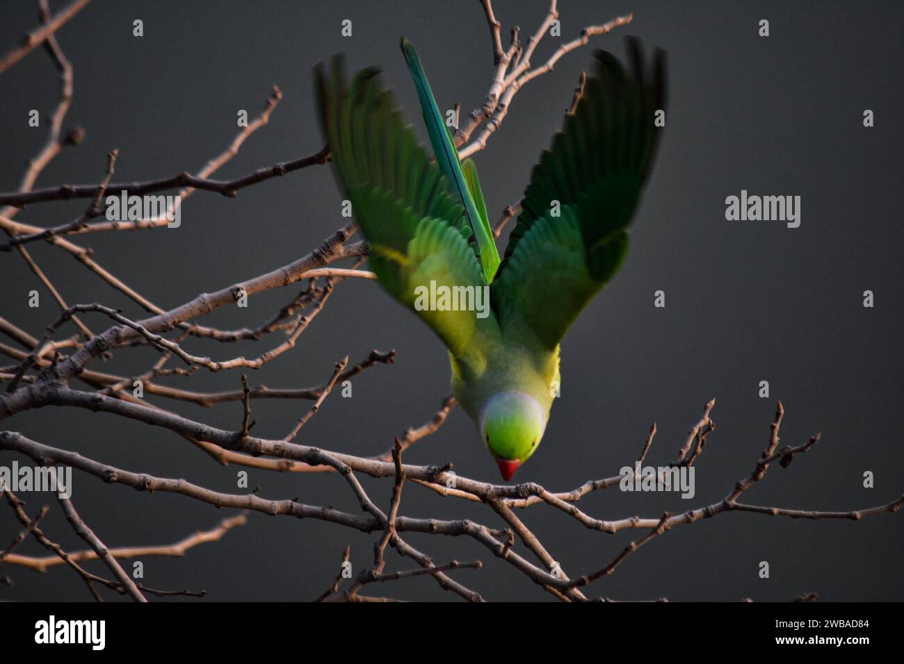 Srinagar, India. 09th Jan, 2024. A parakeet flies near the tree ...