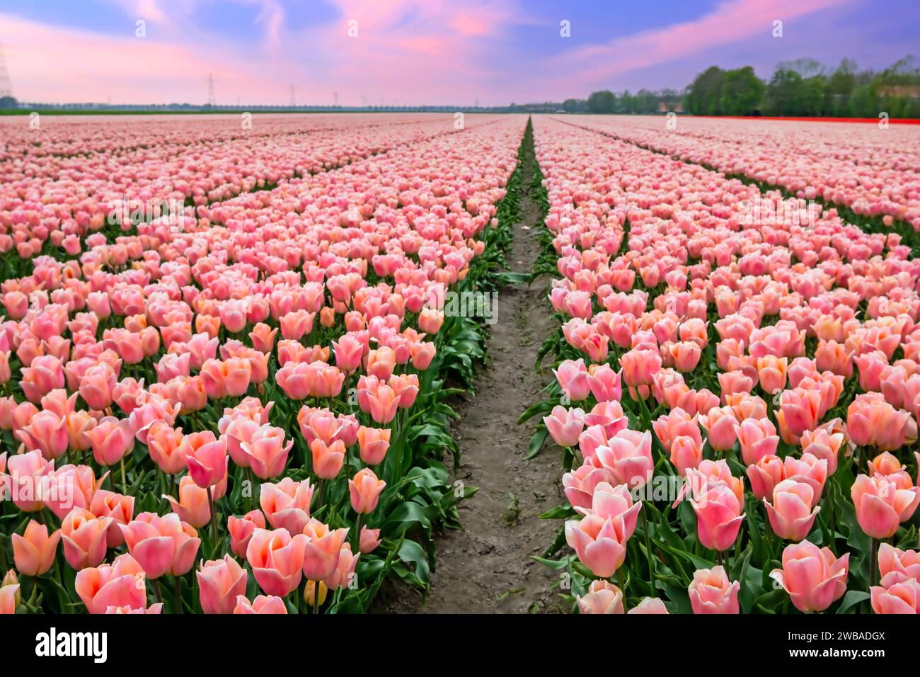 Beautiful sunset at the tulip fields in the countryside from the ...