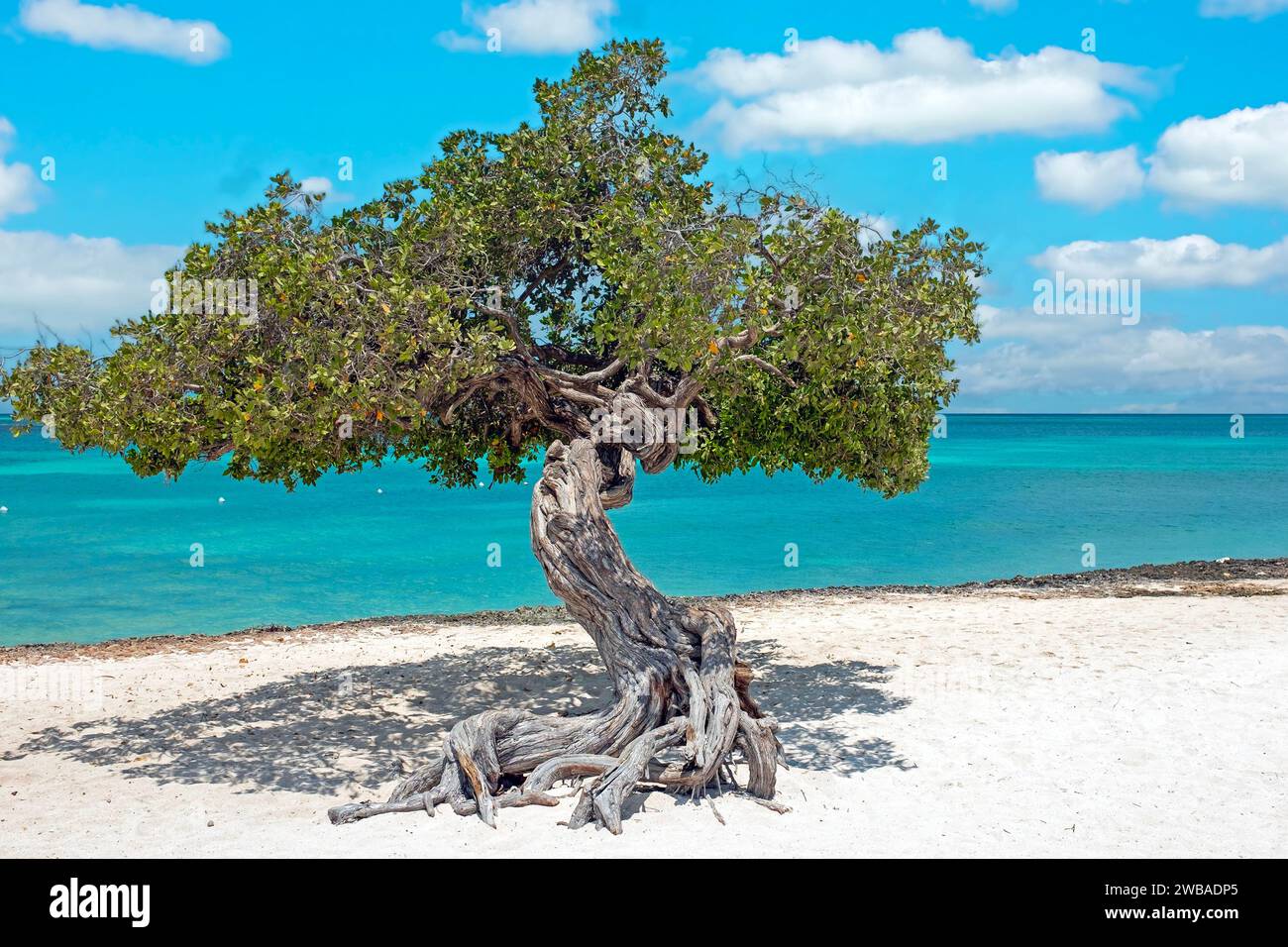 Divi divi tree on Eagle beach at Aruba island Stock Photo - Alamy