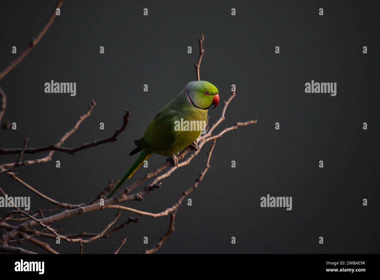 Srinagar, India. 9th Jan, 2024. A parakeet rests on the tree branch ...