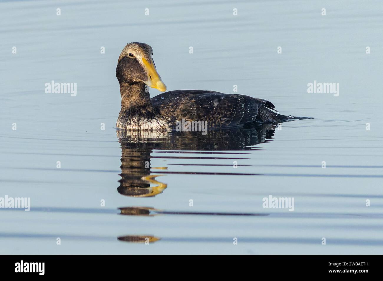 A young male of the common eider, a brown water bird with yellow beak ...