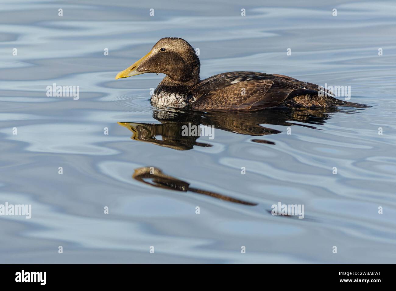 A young male of the common eider, a brown water bird with yellow beak ...