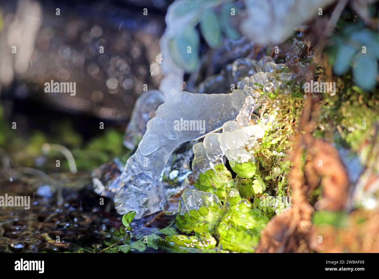 Winterliche Eisstrukturen nach Nachtfrösten Eisstrukturen die sich auf ...