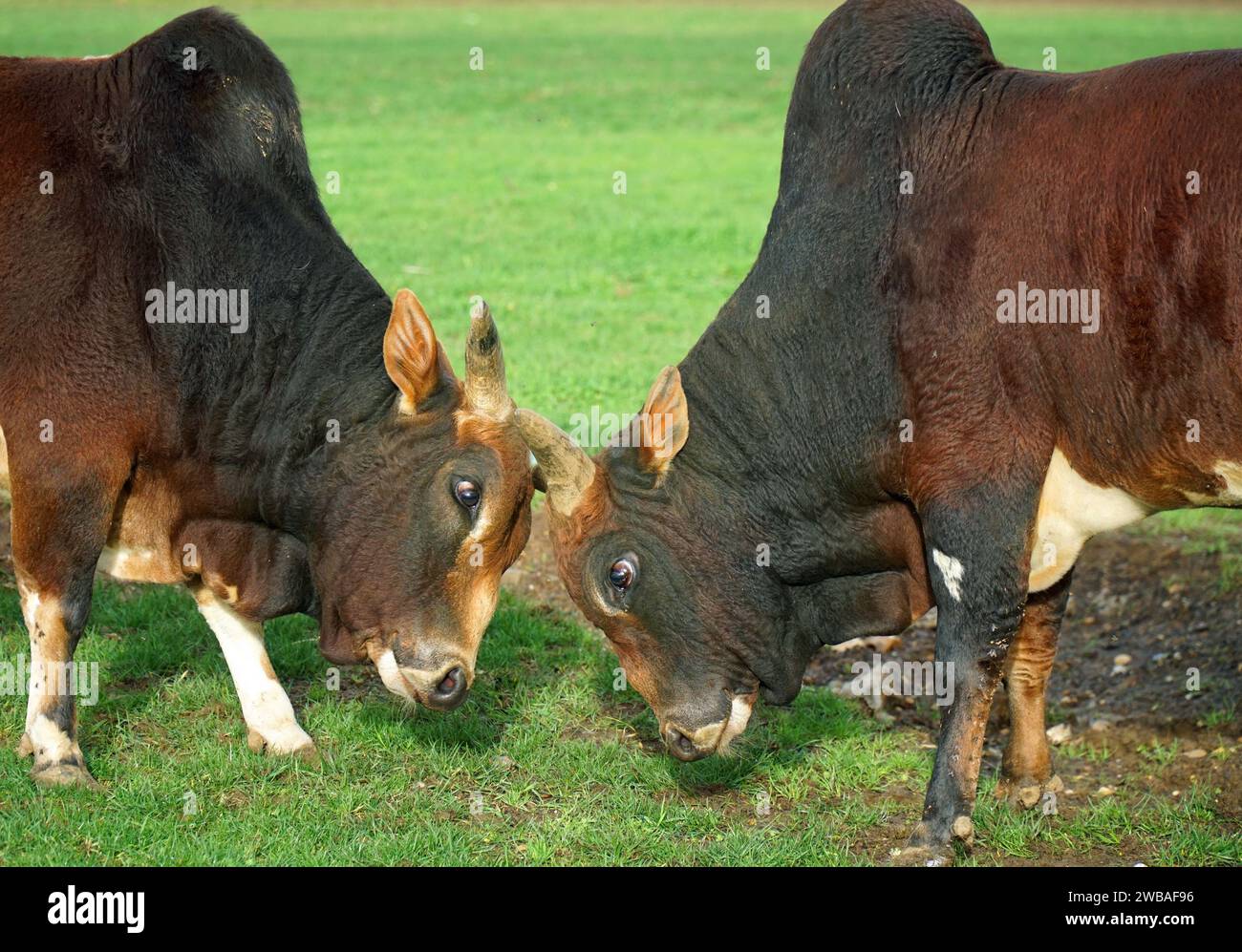 Two Dwarf Zebu having a little pushing match Stock Photo - Alamy