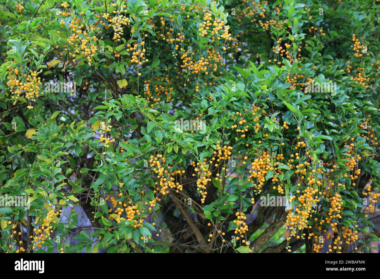 A Golden Dewdrop, Duranta erecta, filled with yellow berries in the ...
