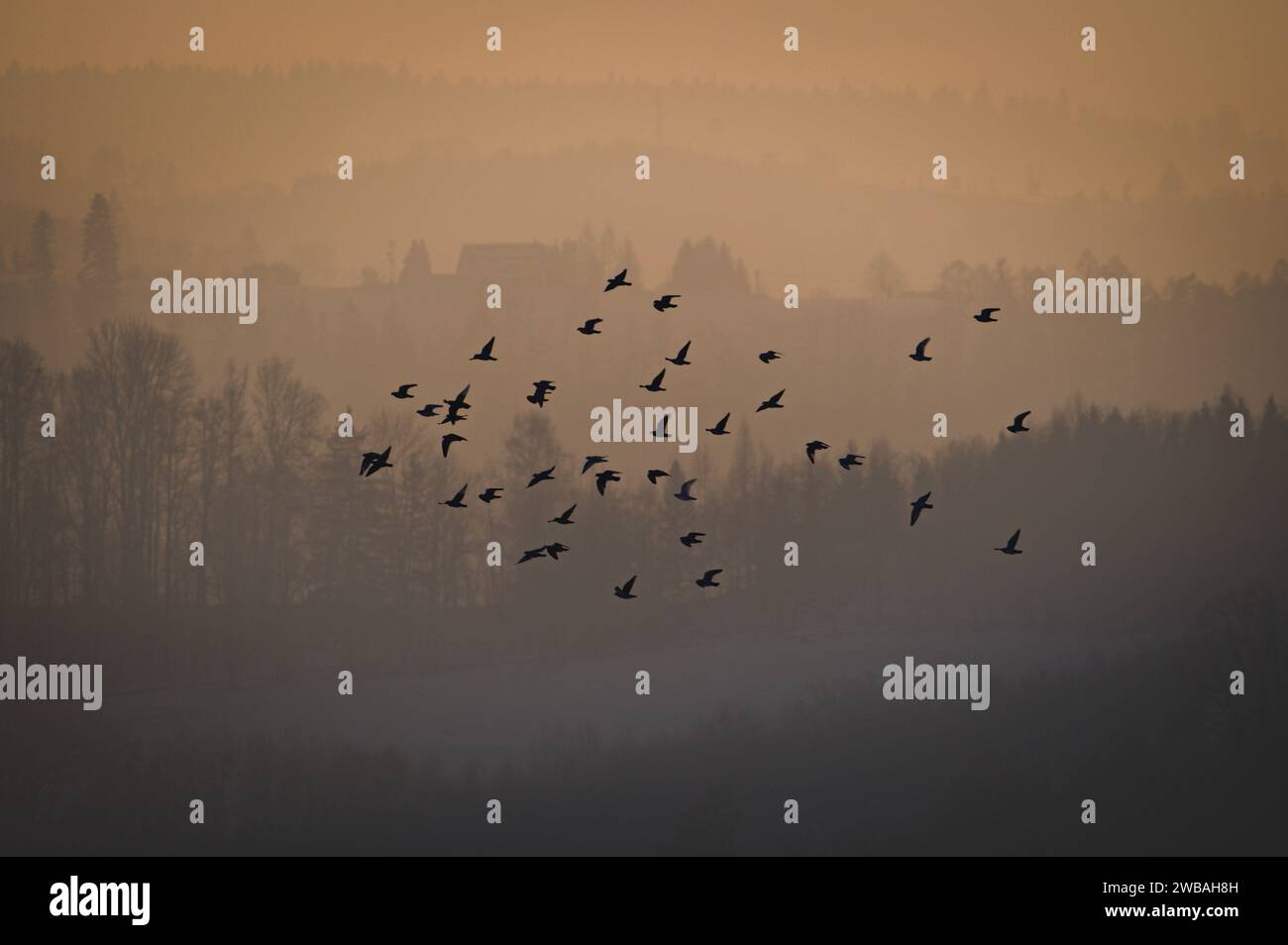Flock of pigeon birds flying in the sky in misty winter weather ...