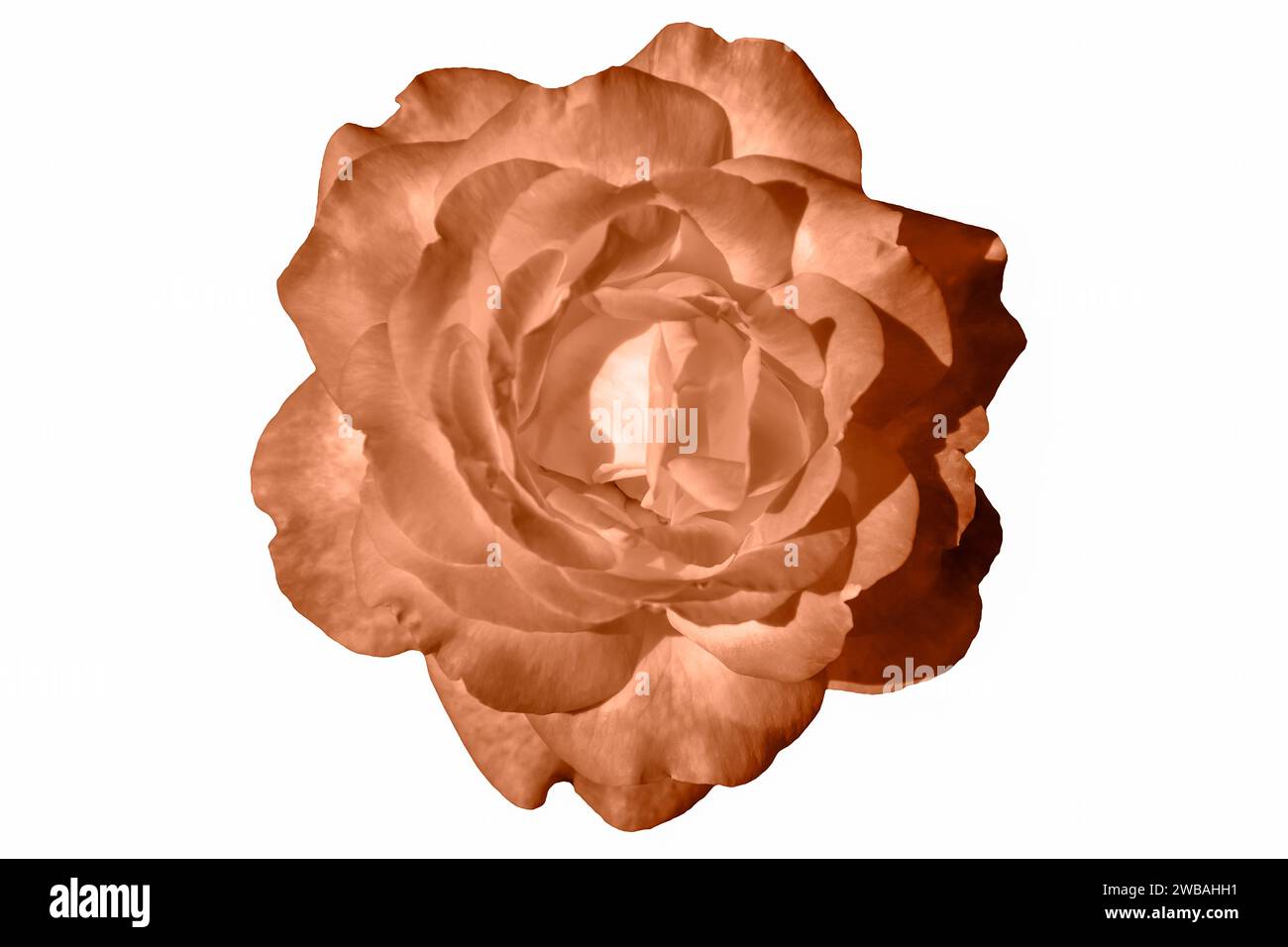 One blooming flower of delicate Peach Fuzz color rose isolated on white ...