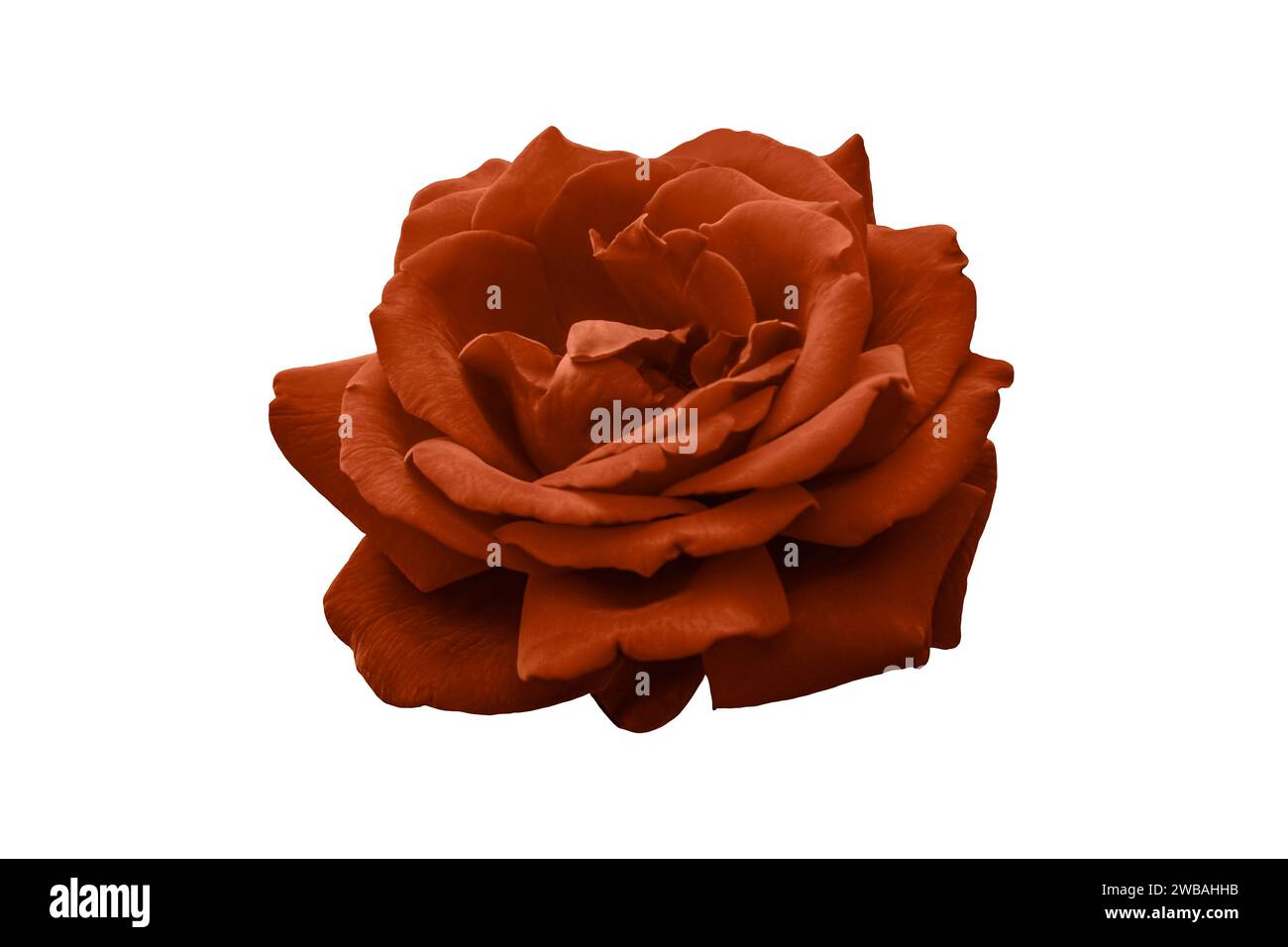 One Peach Fuzz color rose isolated on white background. Bloom of Lovely ...