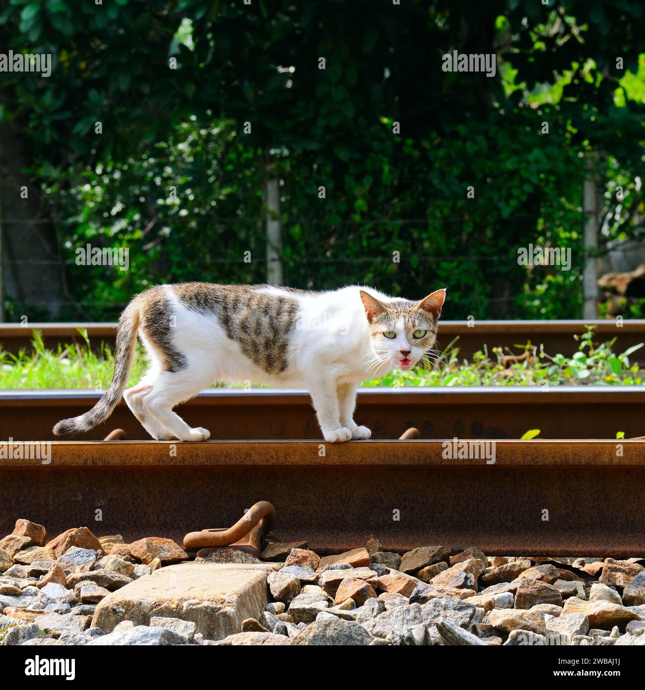 The cat stands on the rails of the railway Stock Photo - Alamy