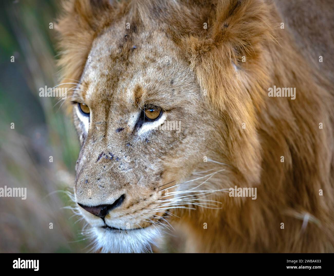 A close-up of a majestic lion in its natural habitat, gazing off into ...