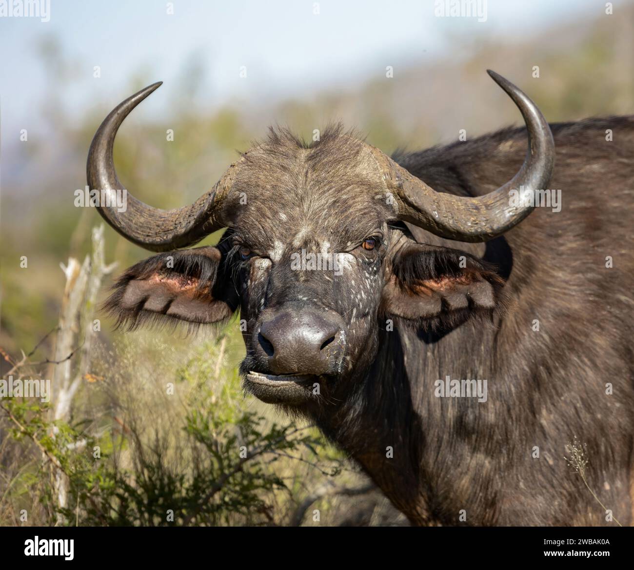Female water buffalo hi-res stock photography and images - Alamy